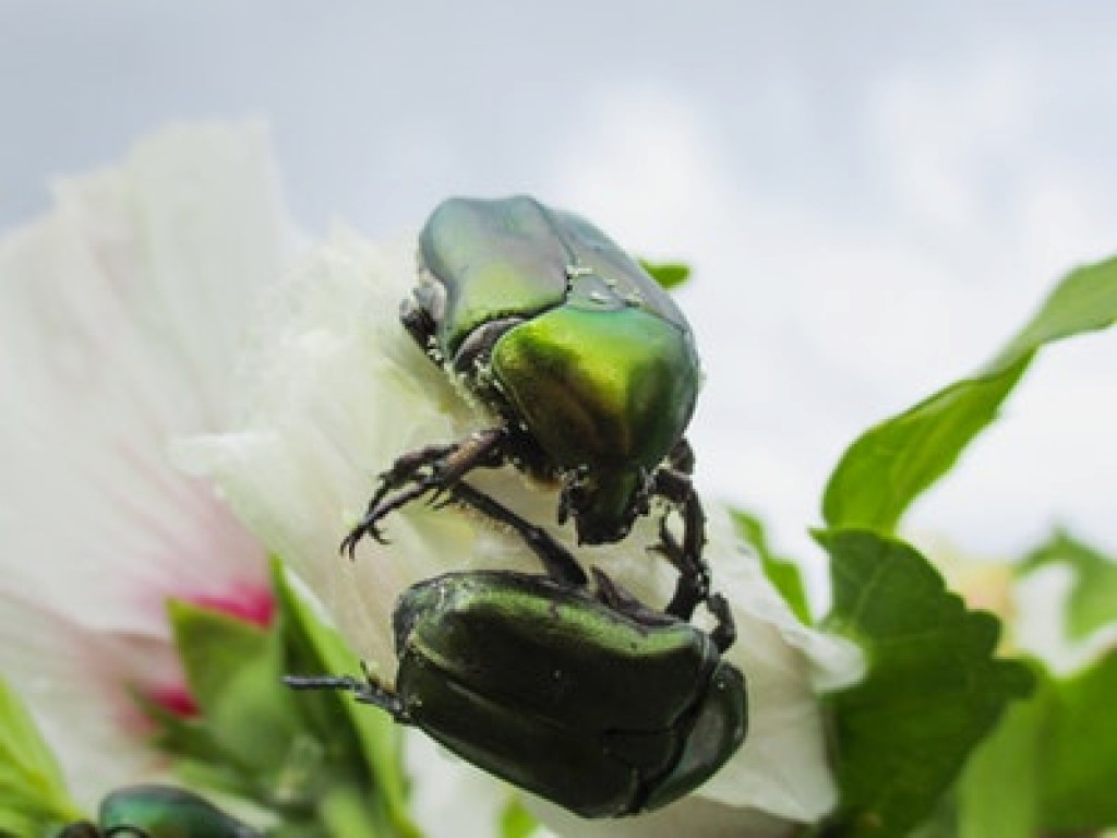 Chewing Pests that Might Invade Your Lawn and How to Stop Them | Home ...